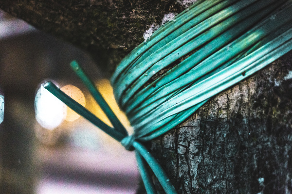 Free: Green Rope Tied on Tree - nohat.cc