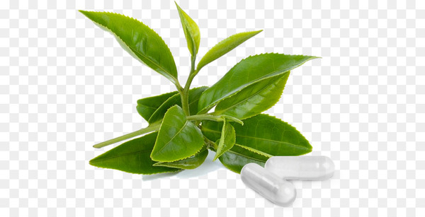Free: Green Tea, Tea, Matcha, Leaf, Plant PNG - nohat.cc