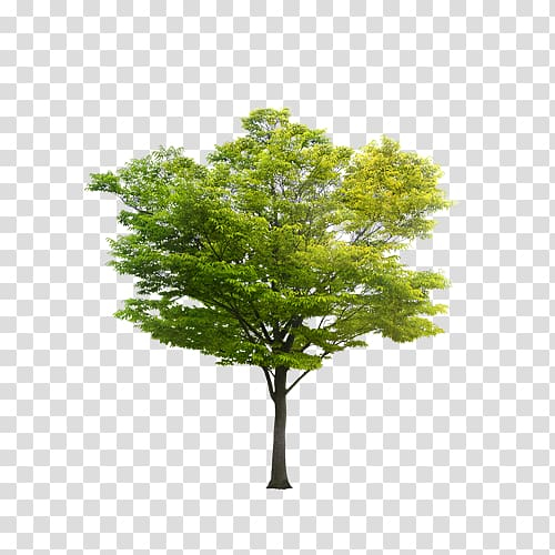 Free: Green tree, Hyderabad Major Banner LLC. Samsung , tree ...