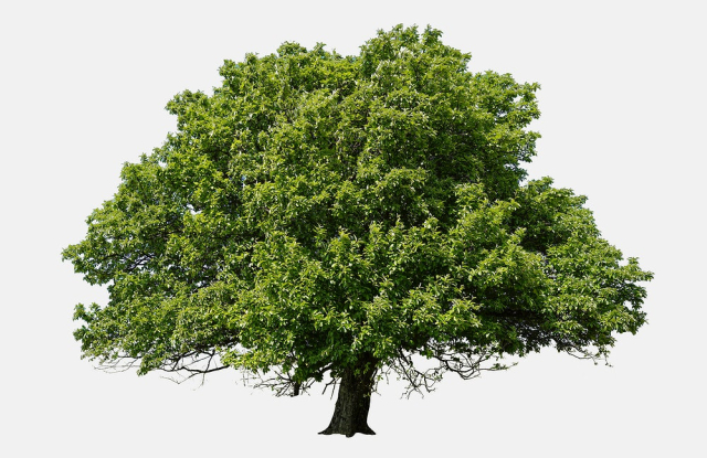 Free: Green tree sticker psd, white | Free PSD - rawpixel - nohat.cc