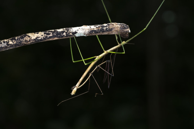 Free: Green Walking Stick Animal - nohat.cc