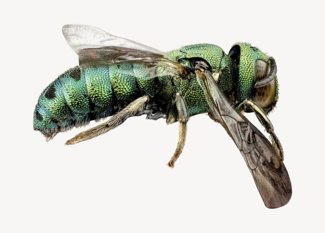 Free: Green wasp collage element, isolated | Free PSD - rawpixel - nohat.cc