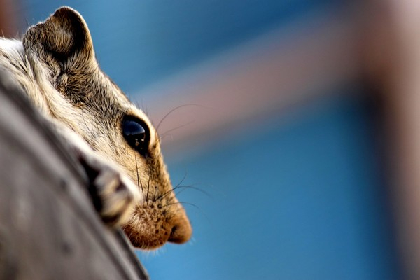 Free: Grey Rodent Head - nohat.cc