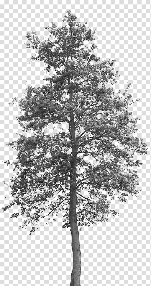 Free: Grey, Tree, Pixel, transparent png image & clipart free download ...