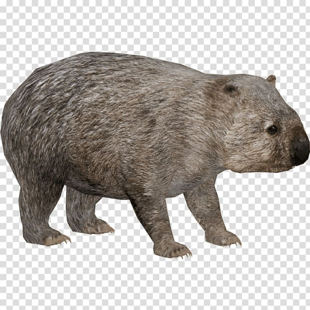 Free: Grey wombat animal, Common Wombat transparent background PNG ...