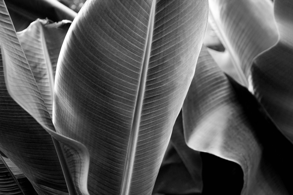 Free: Greyscale Photography of Banana Trees - nohat.cc