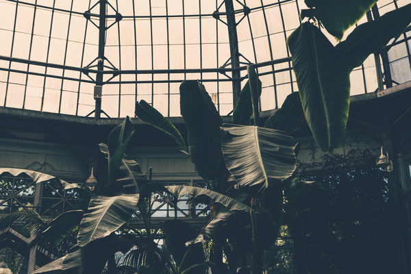 Free: Greyscale Photography of Banana Trees Inside Green House - nohat.cc