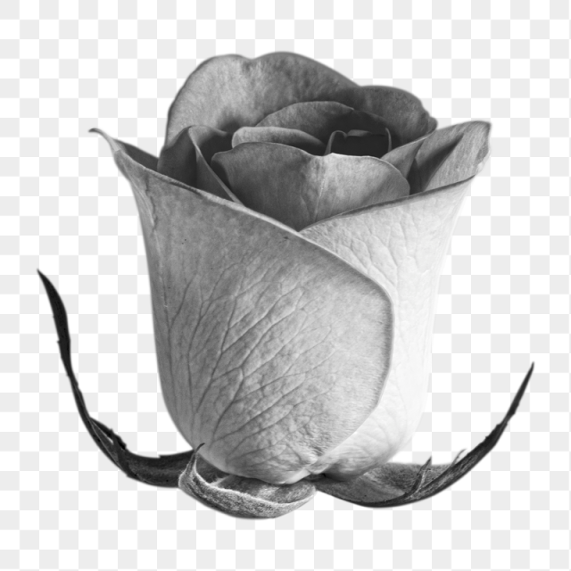 Free: Greyscale rose png sticker, transparent | Free PNG - rawpixel ...