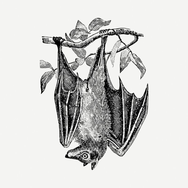 Free: Hanging bat collage element, black | Free PSD - rawpixel - nohat.cc