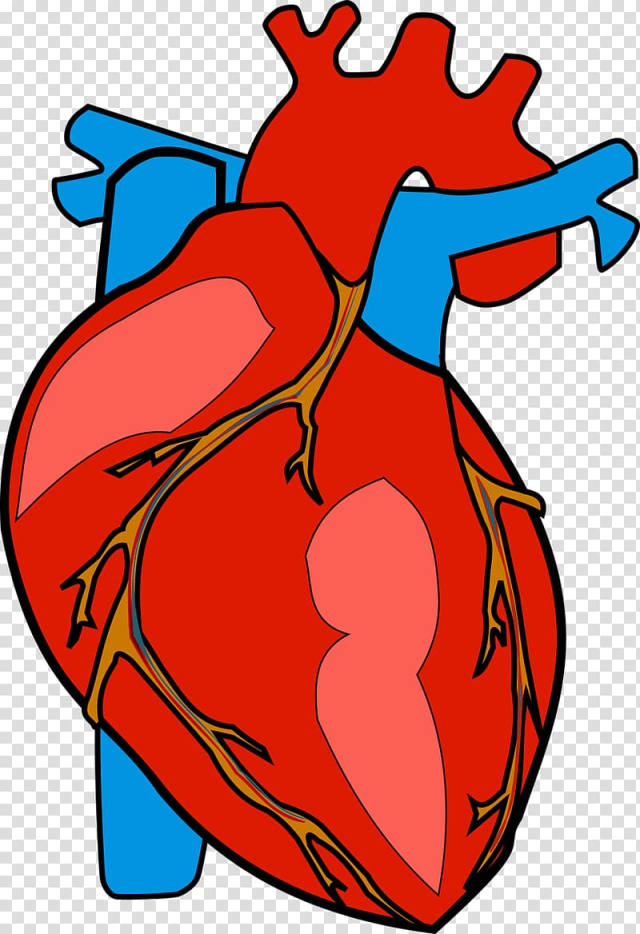 Free: Heart Anatomy , heart attack transparent background PNG clipart ...