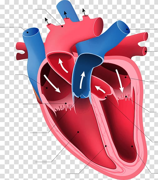 Human Heart Transparent Background