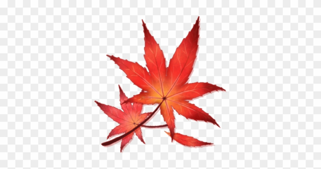 Free: How To Plant, Care And Prune - Japanese Maple Leaf Png - nohat.cc