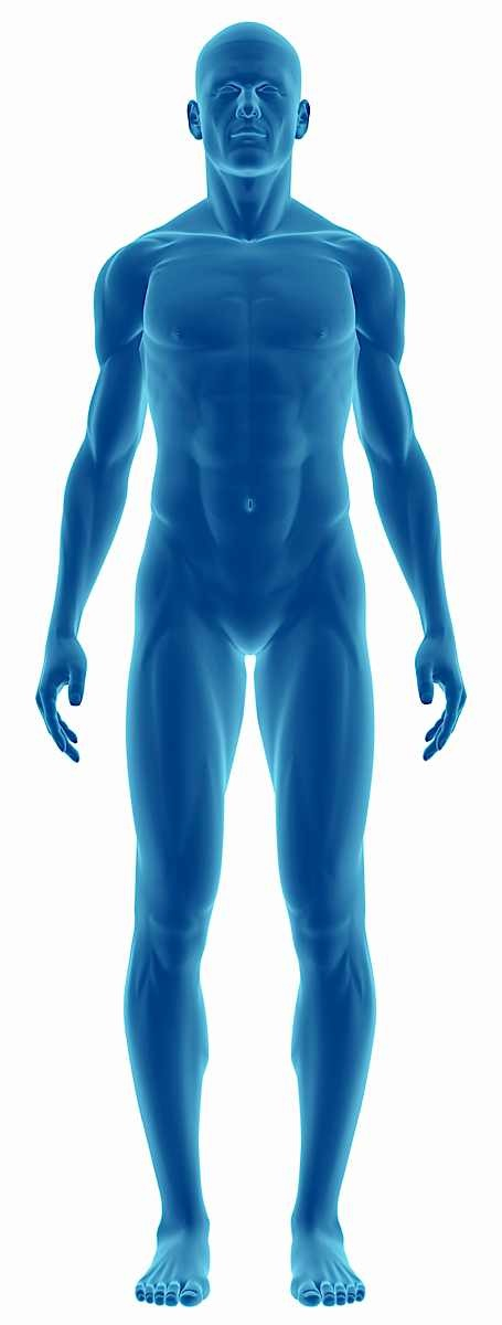 Free: Human Body Png (95+ images in Collection) Page 2 - nohat.cc