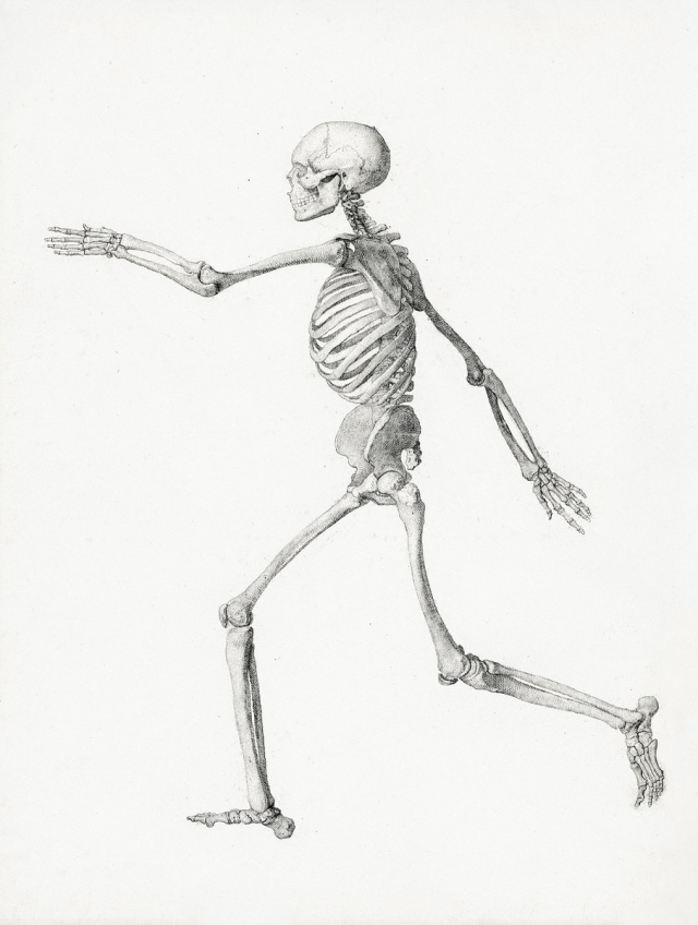 Free: Human Figure, Lateral View (Finished study… | Free public domain ...