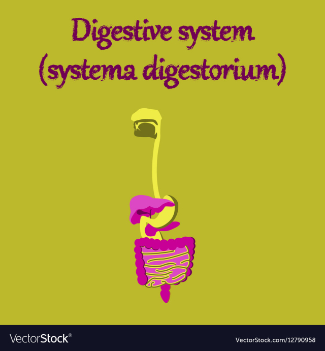 Free: Human organ icon in flat style digestive system vector image ...