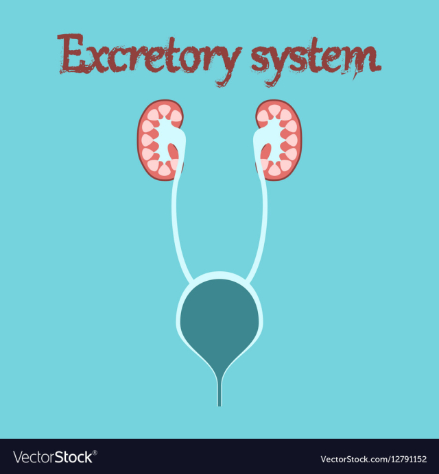Free: Human organ icon in flat style excretory system vector image ...