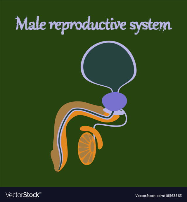 Free: Human organ icon in flat style male reproductive vector image ...
