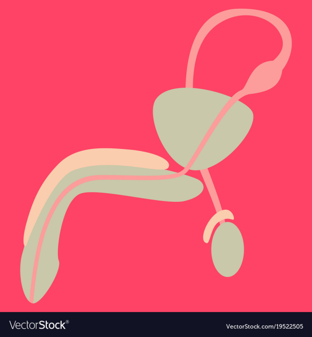 Free: Human organ icon in flat style male reproductive vector image ...
