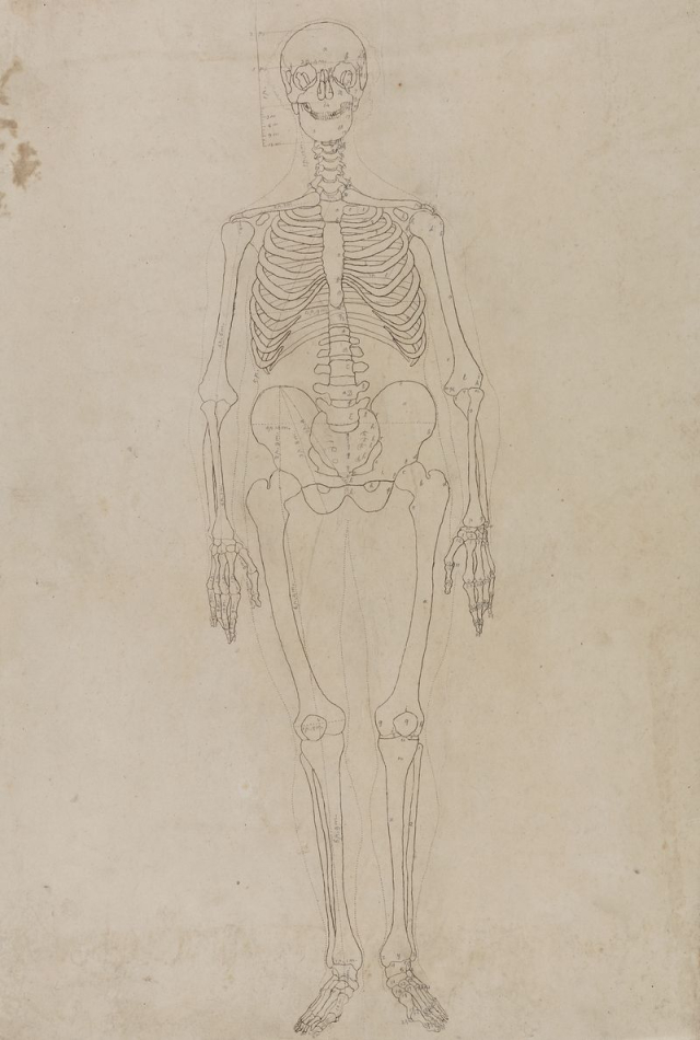Free: Human Skeleton, Anterior View by George | Free Photo - rawpixel ...