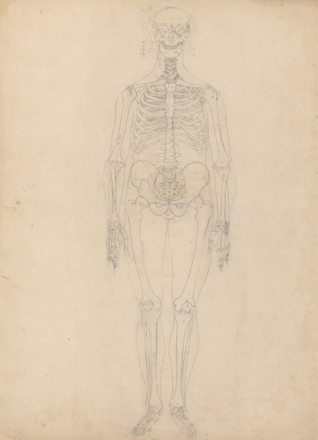 Free: Human Skeleton, Anterior View by George | Free Photo - rawpixel ...