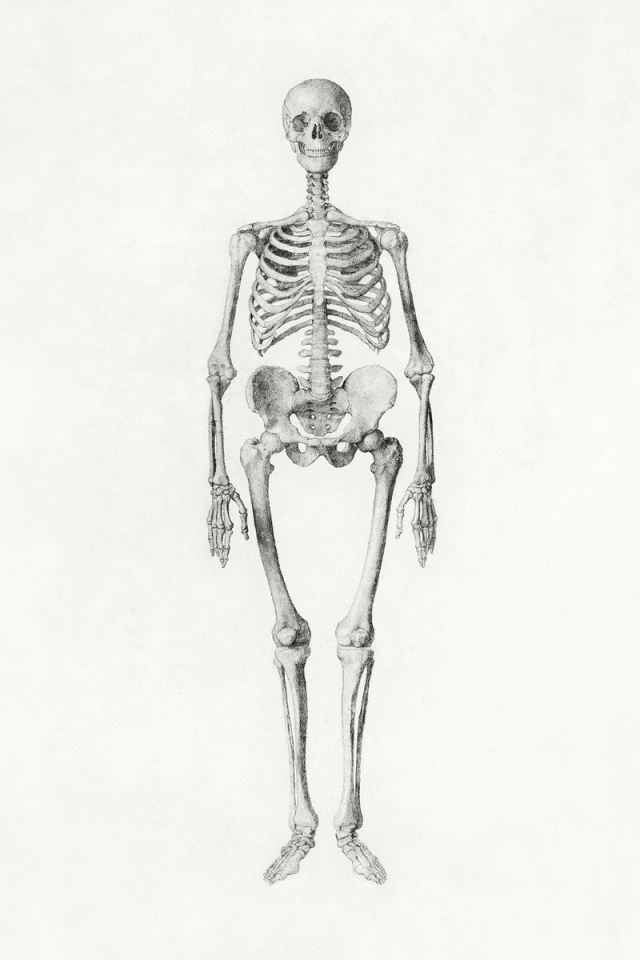 Free: Human Skeleton, Anterior View (Finished Study… | Free public ...