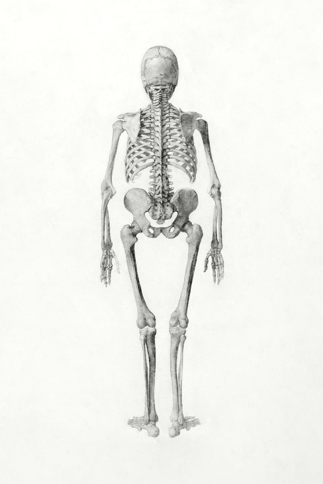 Free: Human Skeleton, Posterior View (Finished… | Free public domain ...