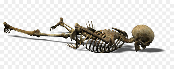 Free: Human skeleton Skull Endoskeleton Exoskeleton - Skeleton - nohat.cc