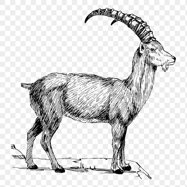 Free: Ibex png sticker, vintage animal | Free PNG - rawpixel - nohat.cc