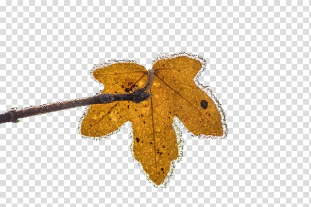 Free: Ice cream Elsa, Frozen maple leaf transparent background PNG ...