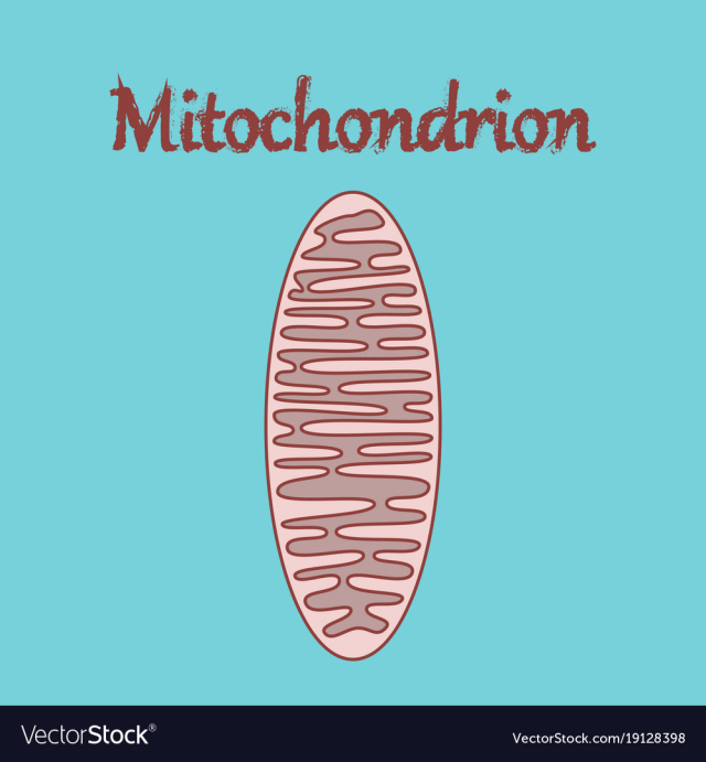 Free: Icon in flat style mitochondrion vector image - nohat.cc