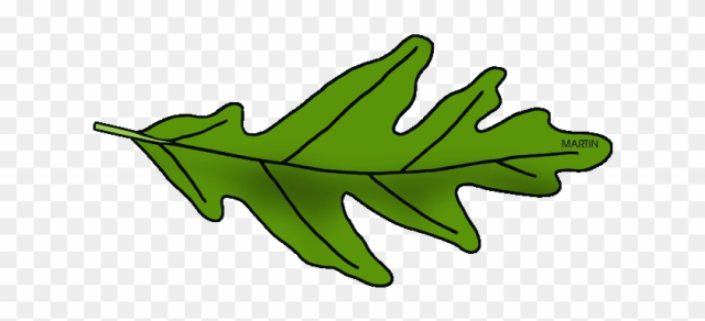 Free: Illinois State Tree - Oak Tree Leaf Clip Art - nohat.cc