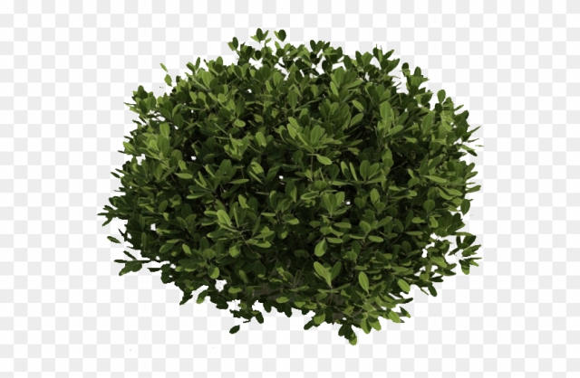 Free: Image Result For Shrubs Clipart Transparent Background - Bushes ...