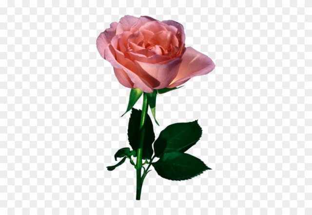Free: [ Img] - Valentine Pink Roses Animated Gifs - nohat.cc