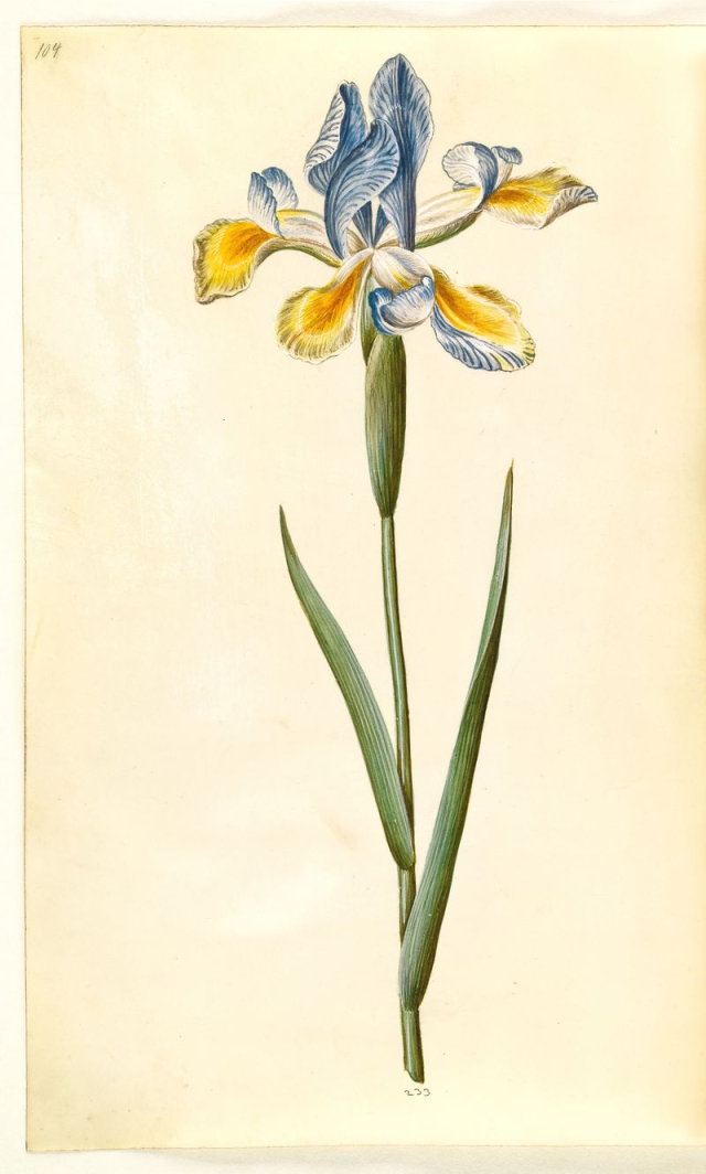 Free: Iris xiphium (Spanish iris) by Maria | Free Photo - rawpixel ...