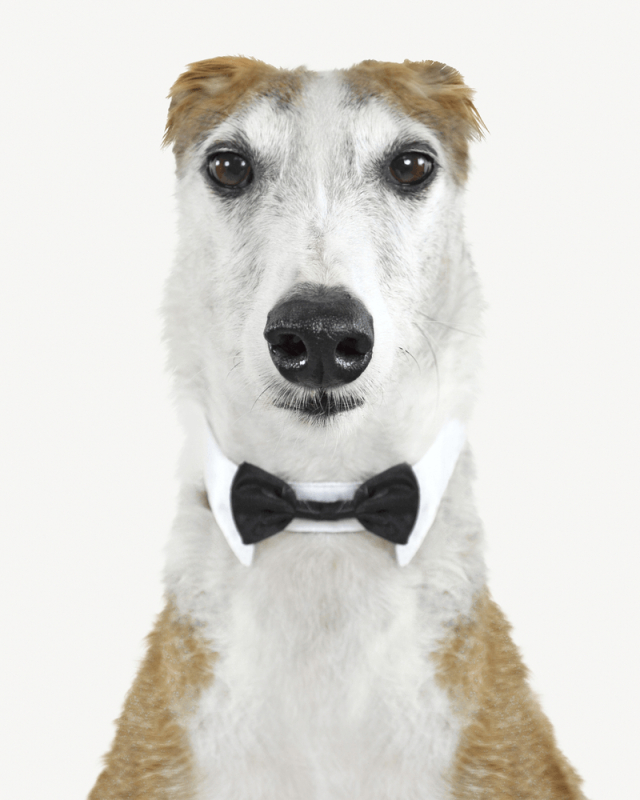 Free: Italian greyhound collage element psd | Free PSD - rawpixel ...