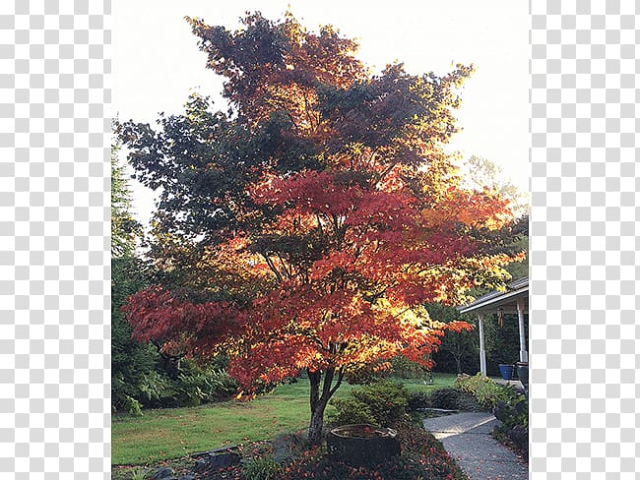 Free: Japanese maple Broad-leaved tree Oak Deciduous, japanese maple ...