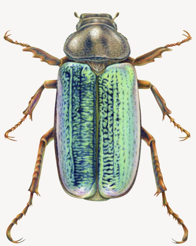 Free: June bug collage element, animal | Free PSD - rawpixel - nohat.cc