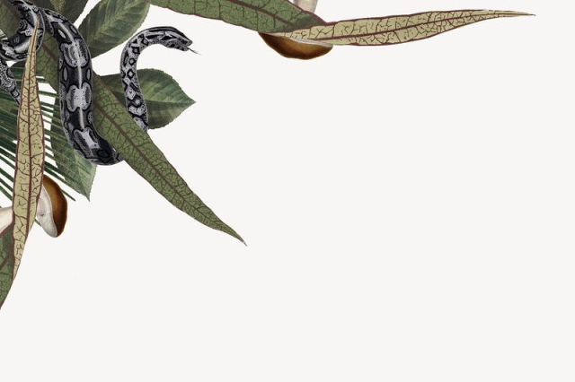 Free: Jungle animals border, snake | Free PSD Illustration - rawpixel ...