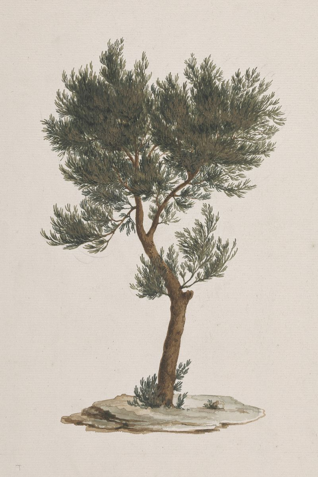 Free: Juniperus procera Endl. (African | Free Photo - rawpixel - nohat.cc