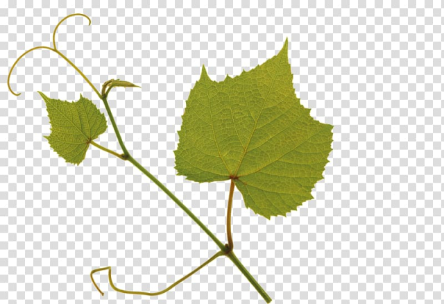 Free: Kyoho Leaf Grape Green, leaf transparent background PNG clipart ...
