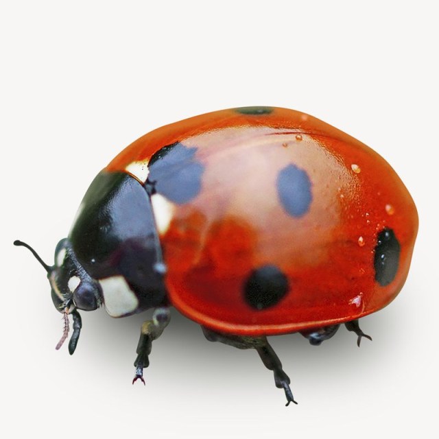 Free: Ladybug collage element, animal | Free PSD - rawpixel - nohat.cc