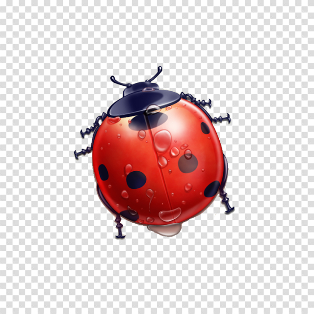 Free: Ladybug Insect PNG Photo - nohat.cc