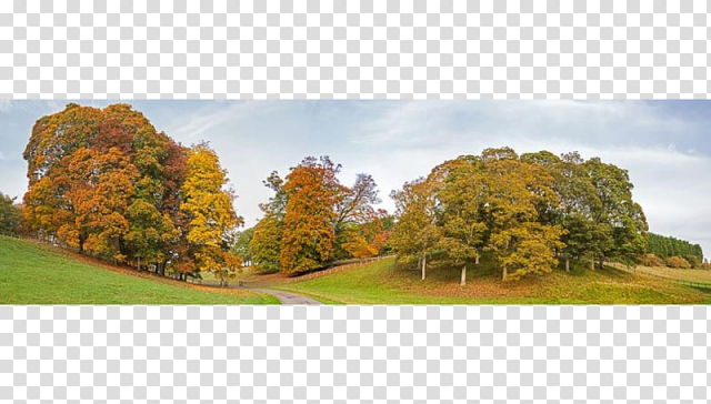 Free: Land lot Biome Tree Real property Sky plc, Stroll In The Park ...