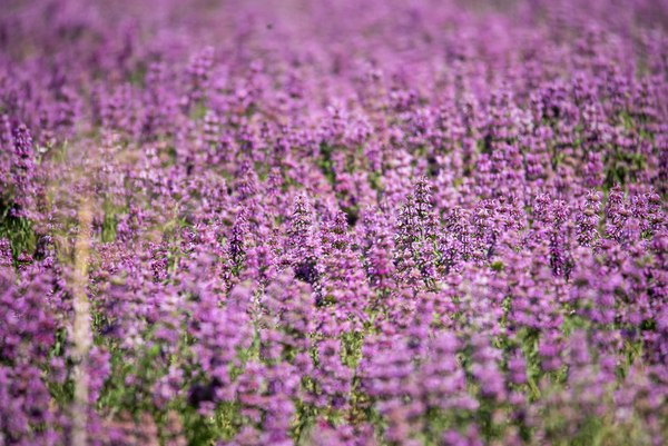 Free: Lavender Field - nohat.cc