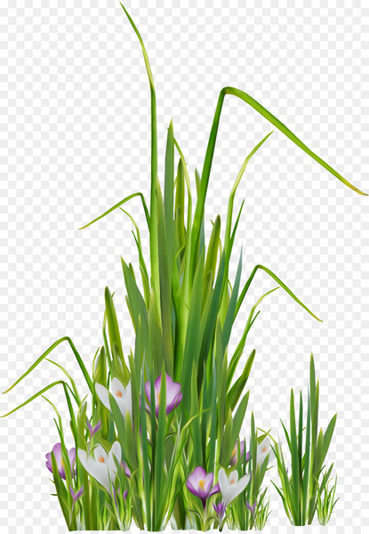 Free: Lawn Meadow Clip art - grass - nohat.cc
