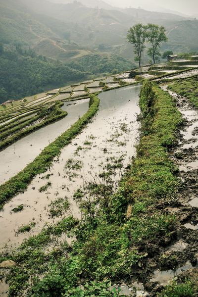 Free: layered rice field near tree during daytime - nohat.cc