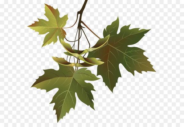 Free: Leaf Branch Tree Clip art - Autumn Leaves Branch PNG Clipart ...