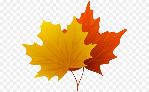 Free: Leaf Clip art - Fall Maple Leaves PNG Decorative Clipart Image ...
