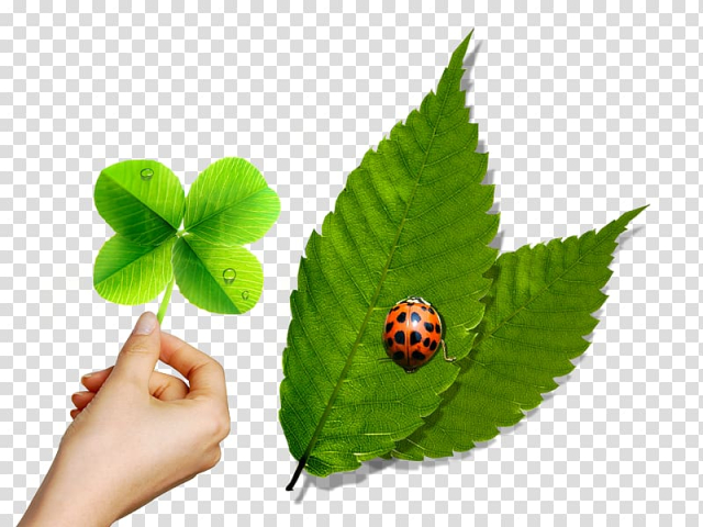 Free: Leaf Green Ladybird Mint, Mint leaves and ladybug creative ...