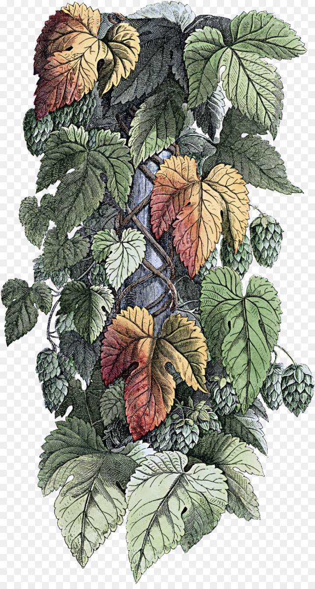 Free: leaf plant flower humulus lupulus flowering plant - nohat.cc